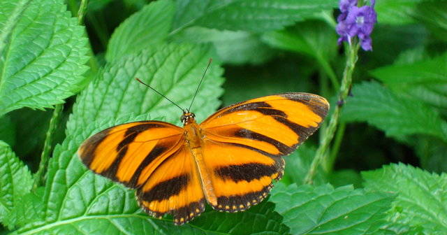 Butterfly Conservatory (Niagara Falls, Ontario, Canada)